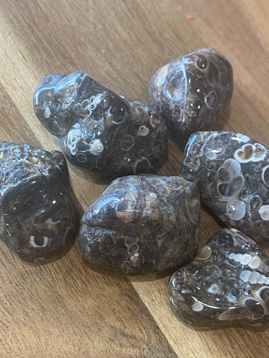 Turritella Agate Tumble Stones – Earth Vibrations